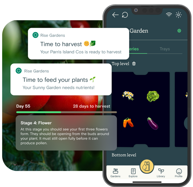 The Rise Garden 3 | Indoor Hydroponic Garden